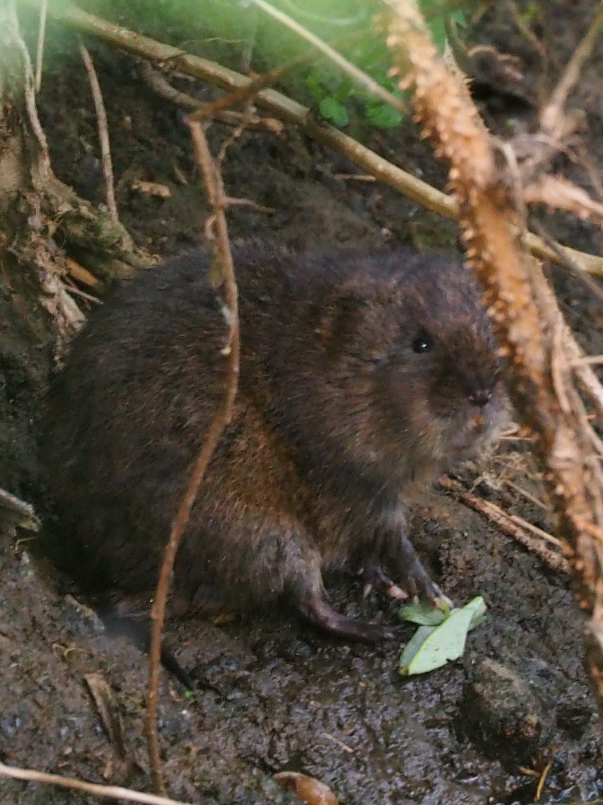 Water vole survey 2018 – Friends of Cecilly Brook and Hales Hall Pool