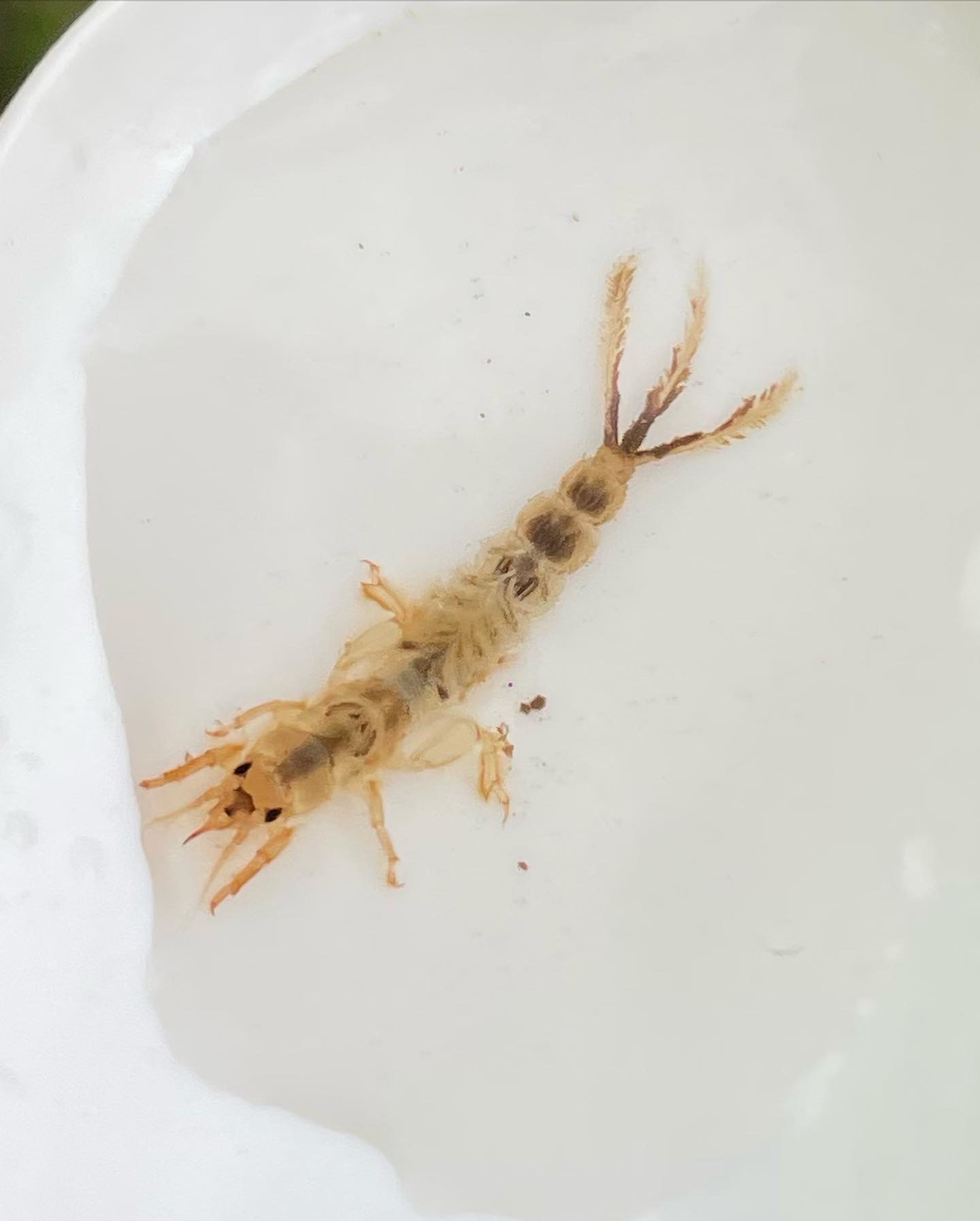 News – Friends of Cecilly Brook and Hales Hall Pool